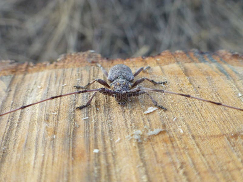 Horned bug stock photo. Image of nature, tree, spring - 64667798
