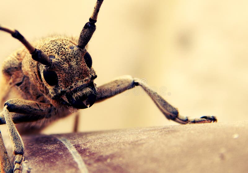Horned Bug stock photo. Image of nature, horned, face - 47371934