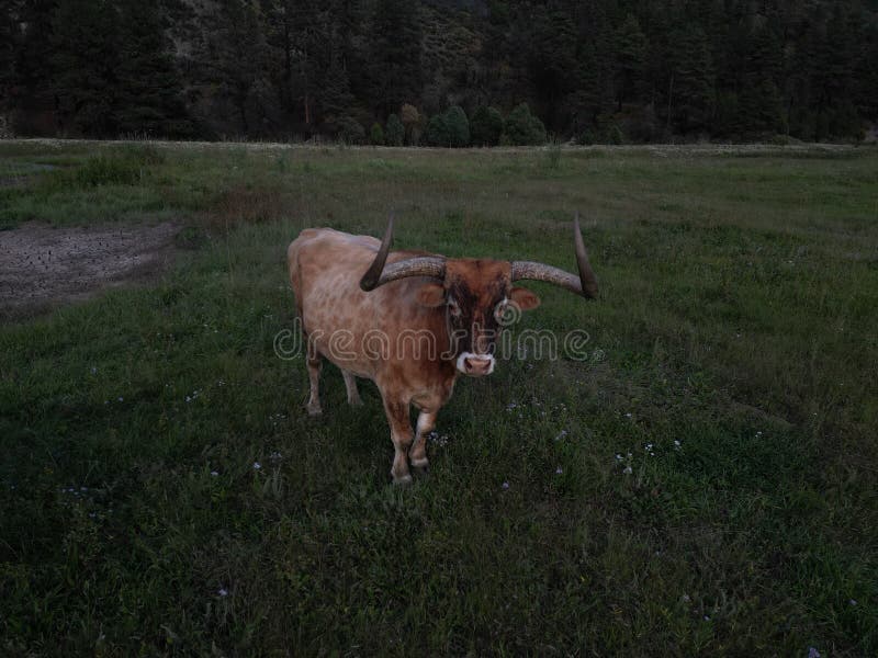 Horned Bull in Green Valley Stock Image - Image of grass, mammal: 258383931