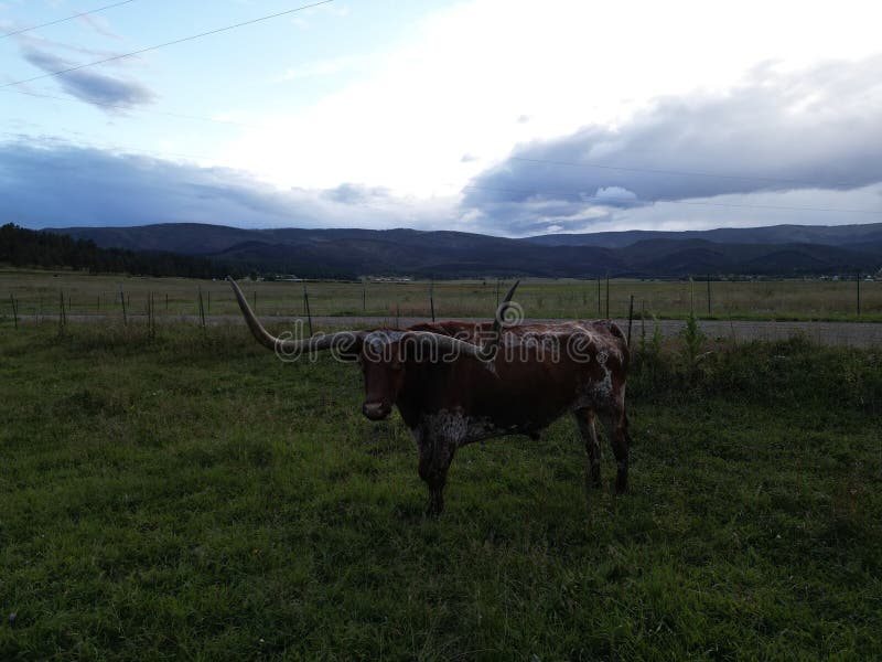 Horned Bull in a Green Valley with Mountains and Blue Clouded Sky in ...