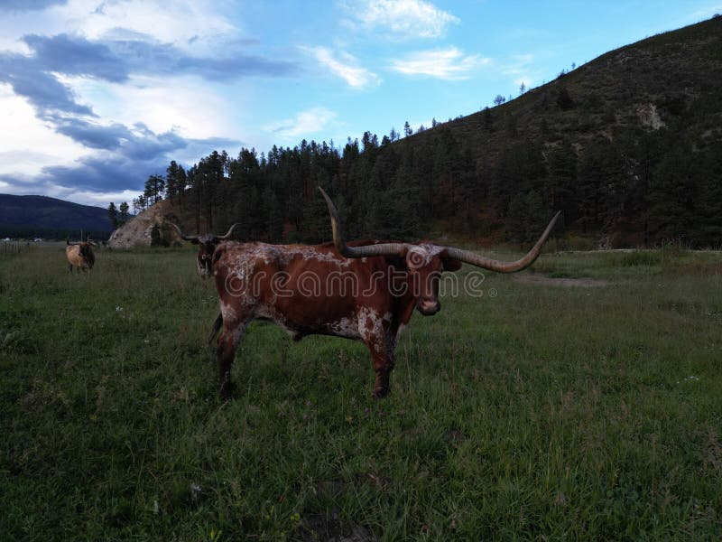 Horned Bull in a Green Valley with Mountains and Blue Clouded Sky in ...