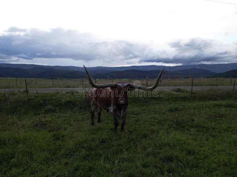 Horned Bull in a Green Valley with Mountains and Blue Clouded Sky in ...