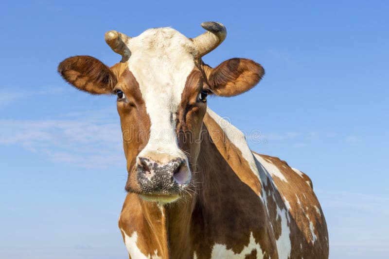 Horned Cow Red and White, Looking Calm and Friendly in Front of a Blue ...
