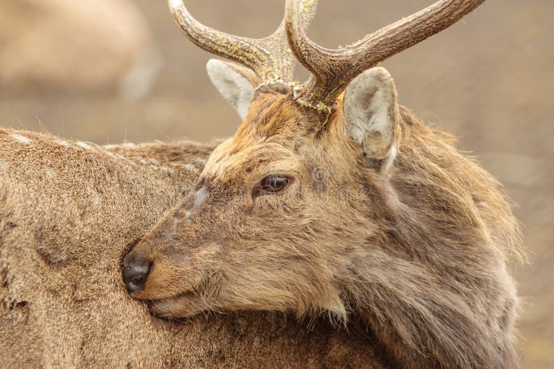 Horned deer stock photo. Image of spotted, deers, wildlife - 25265830