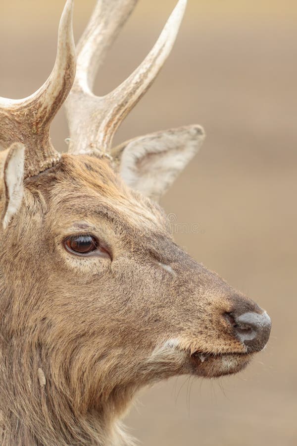 Horned deer stock photo. Image of spotted, deers, wildlife - 25265830