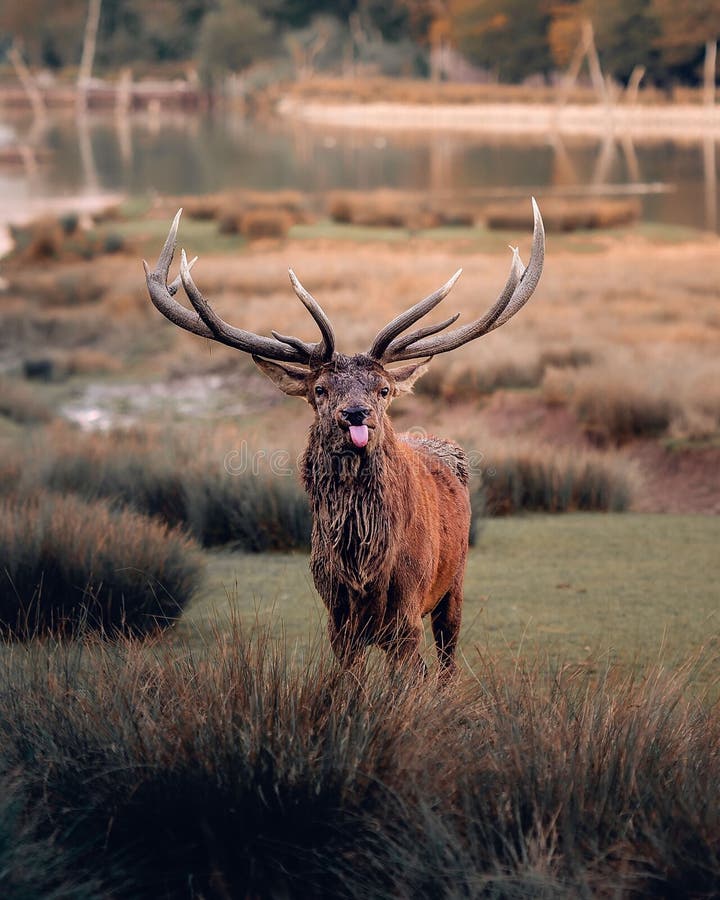 Horned Deer in Its Natural Habitat Stock Photo - Image of creature ...