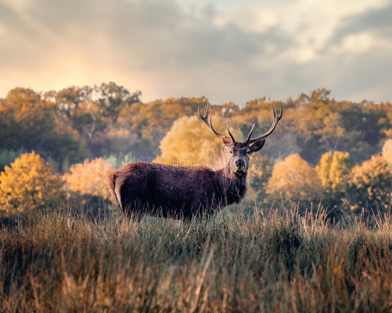Horned Deer in Its Natural Habitat Stock Photo - Image of deer ...