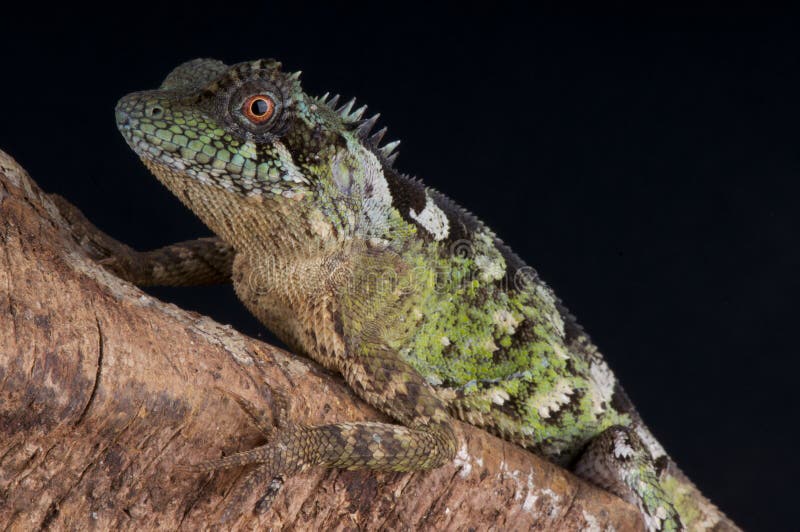 Horned dragon stock image. Image of spikes, laos, lepidogaster - 15684761