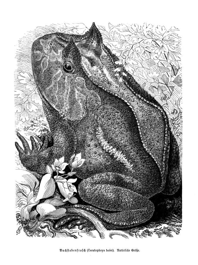Vintage horned frog stock illustration. Illustration of book - 273324131