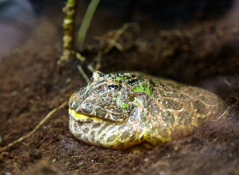 Horned frog stock image. Image of ceratophrys, cute, nature - 60765051