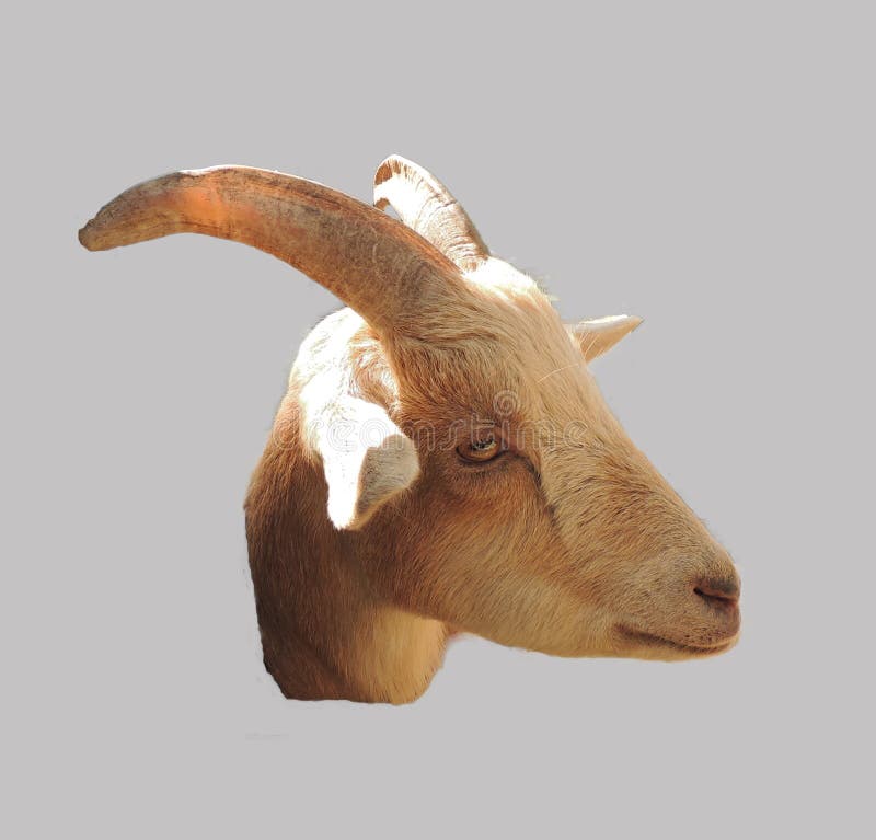 Horned goat head isolated stock image. Image of brown - 47435185