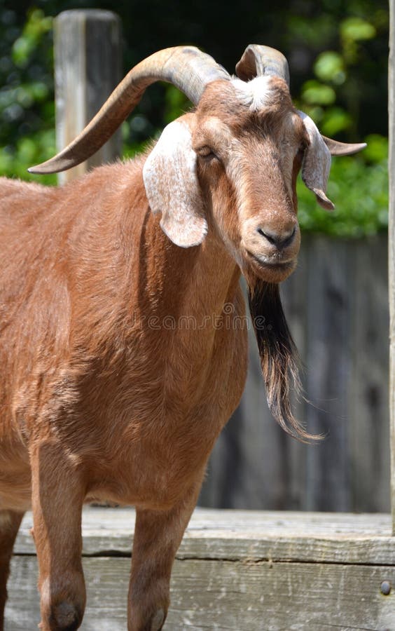 Horned Goat stock image. Image of goat, barn, barnyard - 152065513