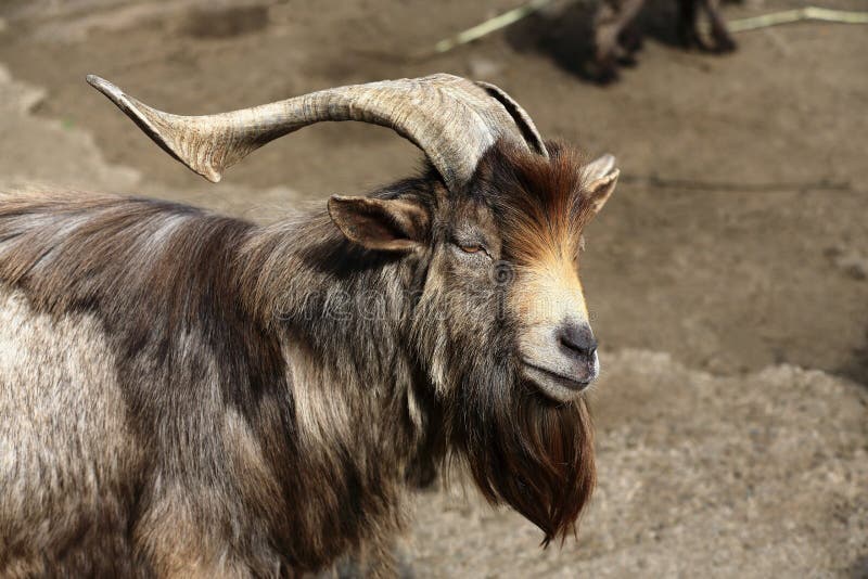 Horned goat stock photo. Image of color, park, autumn - 53025632