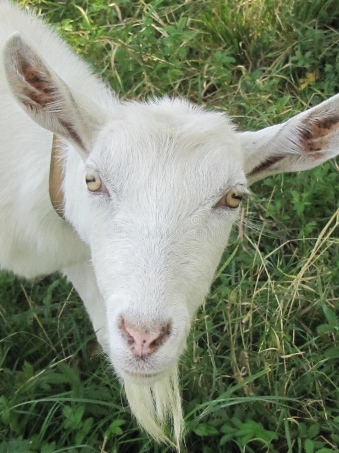 Horned Goat`s Head Muzzle Goat, Goat Lying on the Grass, Goat Chews ...