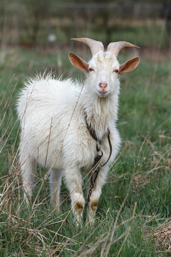 Horned goat stock image. Image of natural, breeding, beard - 40553747