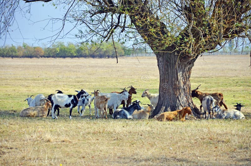 Herd of goats, Mali stock photo. Image of nonurban, africa - 38866768