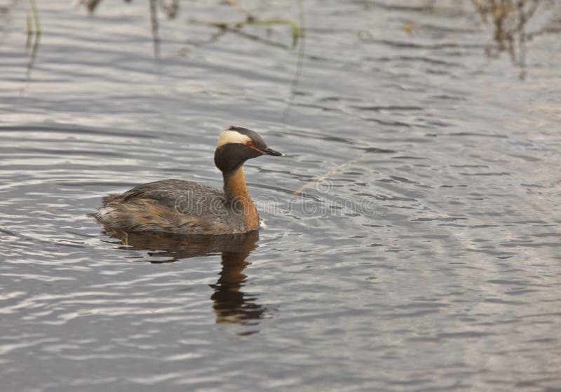 Horned Grebe stock image. Image of grebe, duck, isolated - 20117213