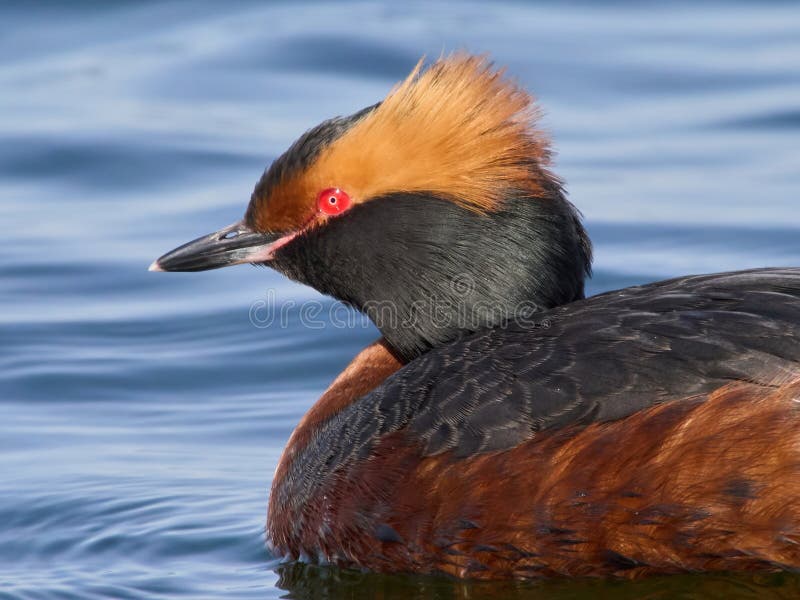 Horned Grebe (Podiceps Auritus Stock Image - Image of fauna, animal ...