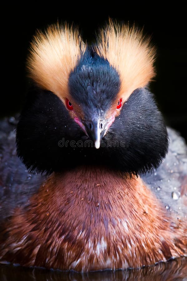 Horned Grebe - Slavonian Grebe Stock Image - Image of beauty, eyed ...