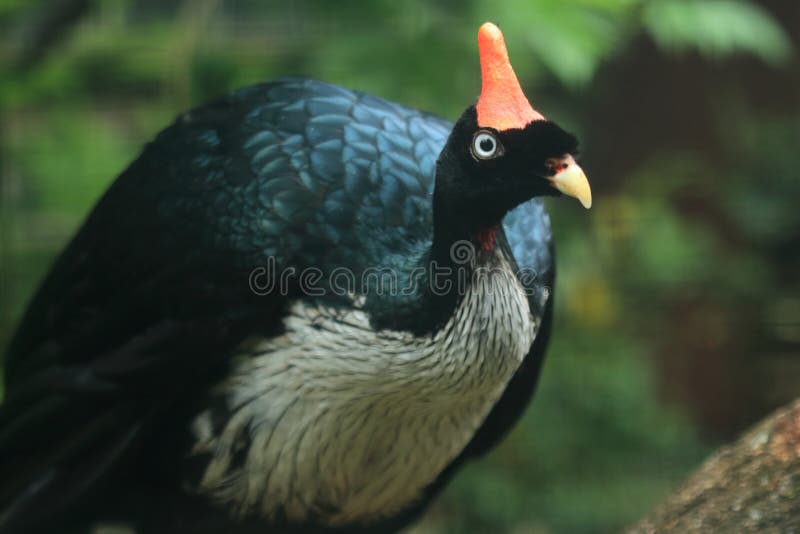 Horned Guan, Oreophasis Derbianus, Rare Bird from Maxico and Guatemala ...
