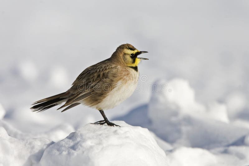Horned Lark Flight Stock Photos - Free & Royalty-Free Stock Photos from ...