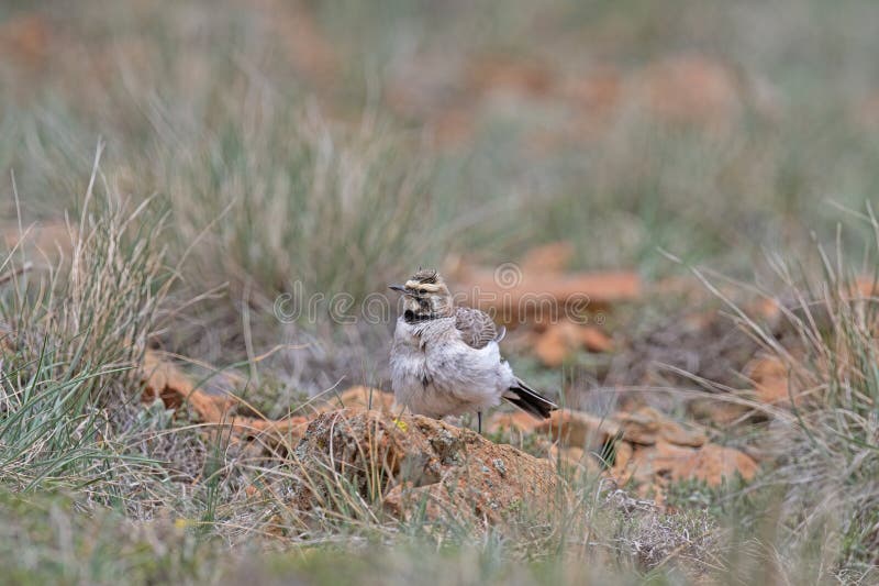 Horned Lark (Eremophila Alpestris) in the Highlands, among the Grasses ...