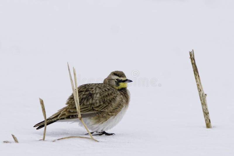 Horned Lark Flight Stock Photos - Free & Royalty-Free Stock Photos from ...