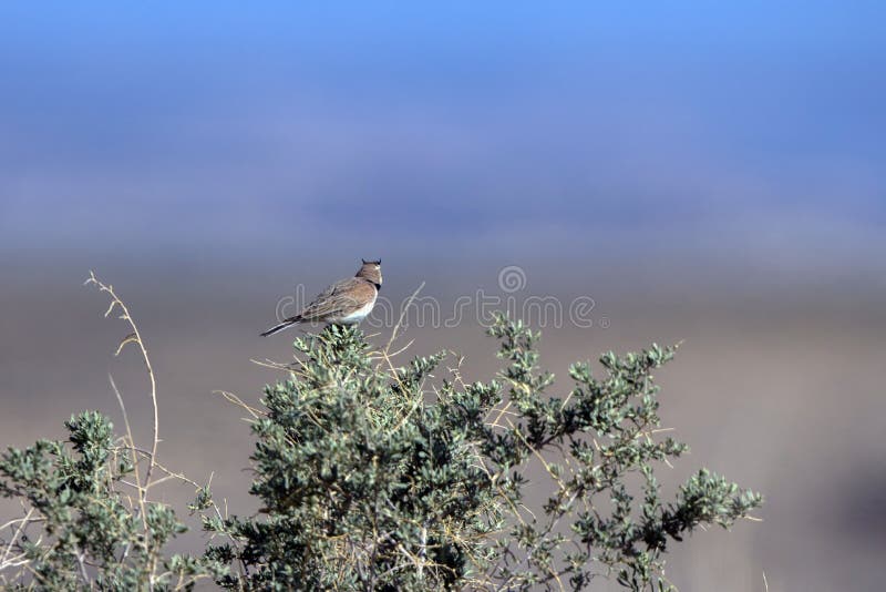 Horned Lark in a Bush in Southern Utah Stock Image - Image of animal ...