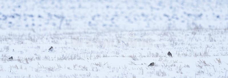 Horned Larks Sit on a Snowy Field. Stock Illustration - Illustration of ...