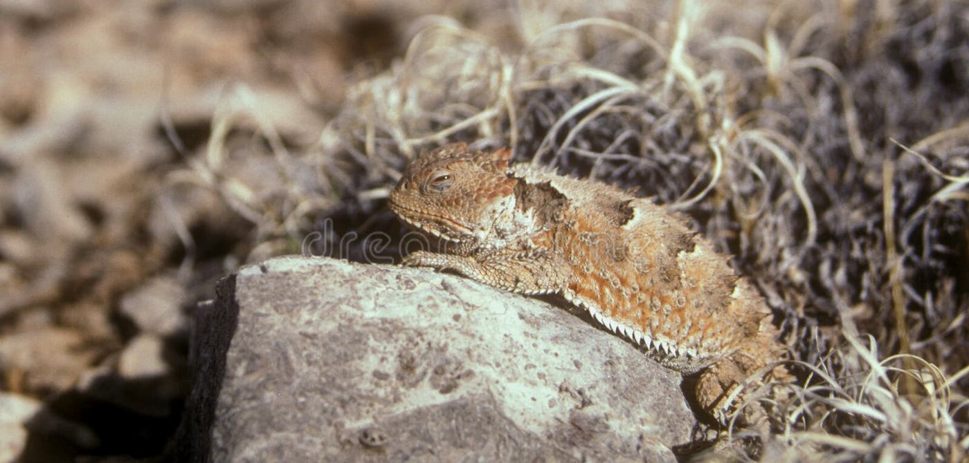 210 Scared Lizard Vector Stock Photos - Free & Royalty-Free Stock ...