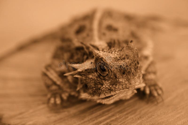 632 Head Horned Lizard Stock Photos - Free & Royalty-Free Stock Photos ...
