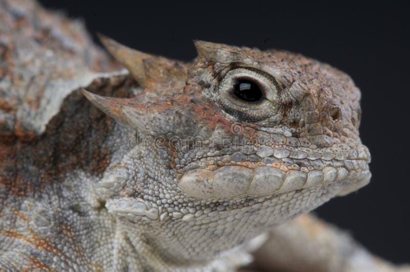 Horned lizard stock image. Image of wildlife, phrynosoma - 15215631
