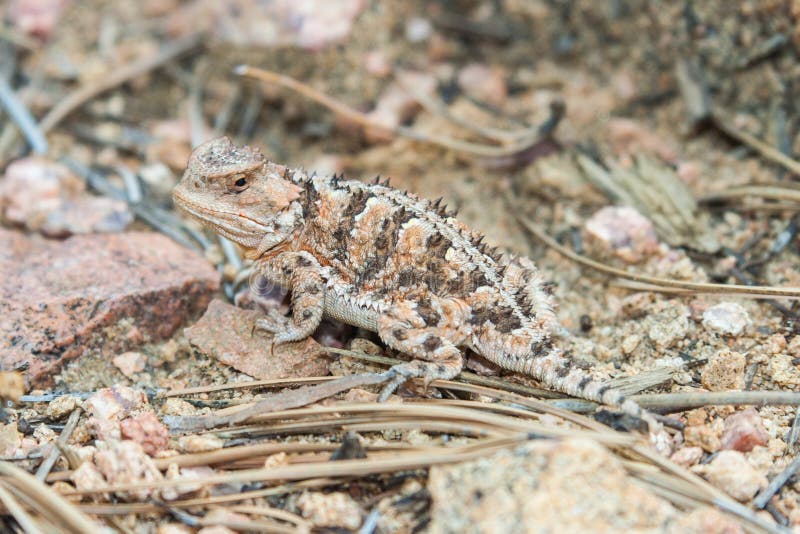 Horned Lizard Also Known As Toad or Frog in Natural Habitat Stock Image ...