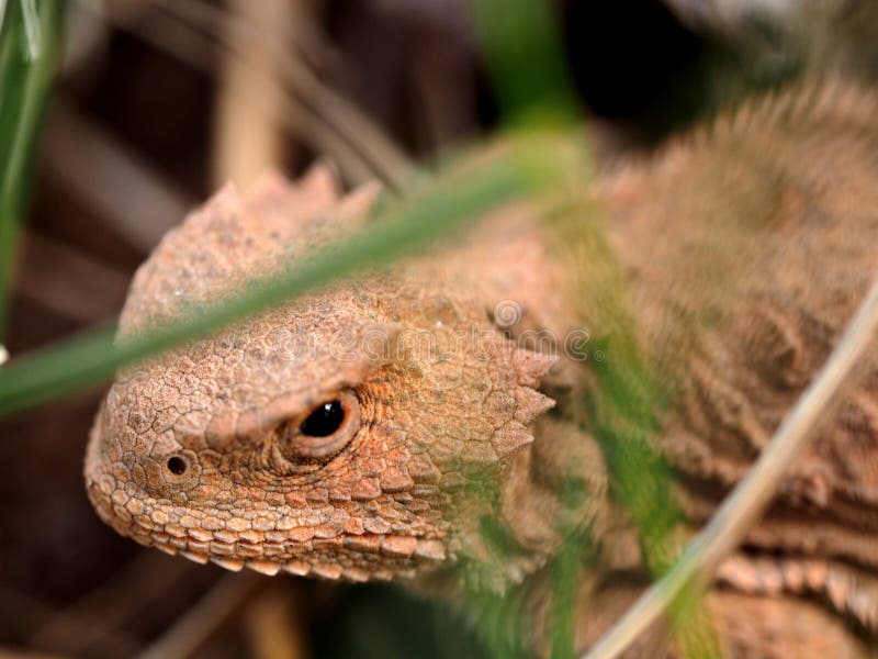 The Lizard Hides in the Shade between the Stones on Site of the Gamla ...