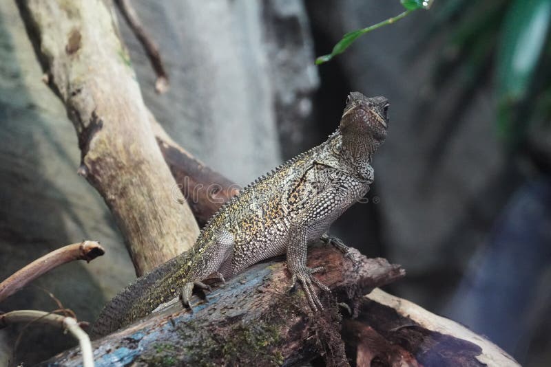 Horned lizard looking out stock photo. Image of squamata - 264707828