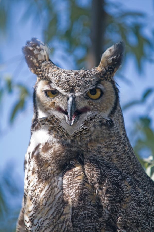 Great Horned Owl stock photo. Image of brown, prey, great - 36870208