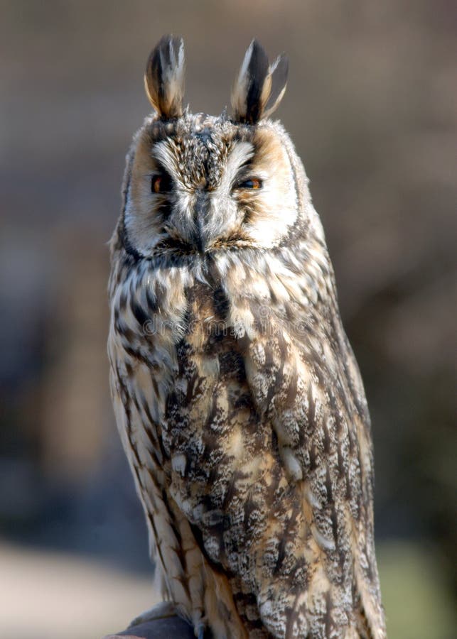 Seating Honrned Stock Photos - Free & Royalty-Free Stock Photos from ...