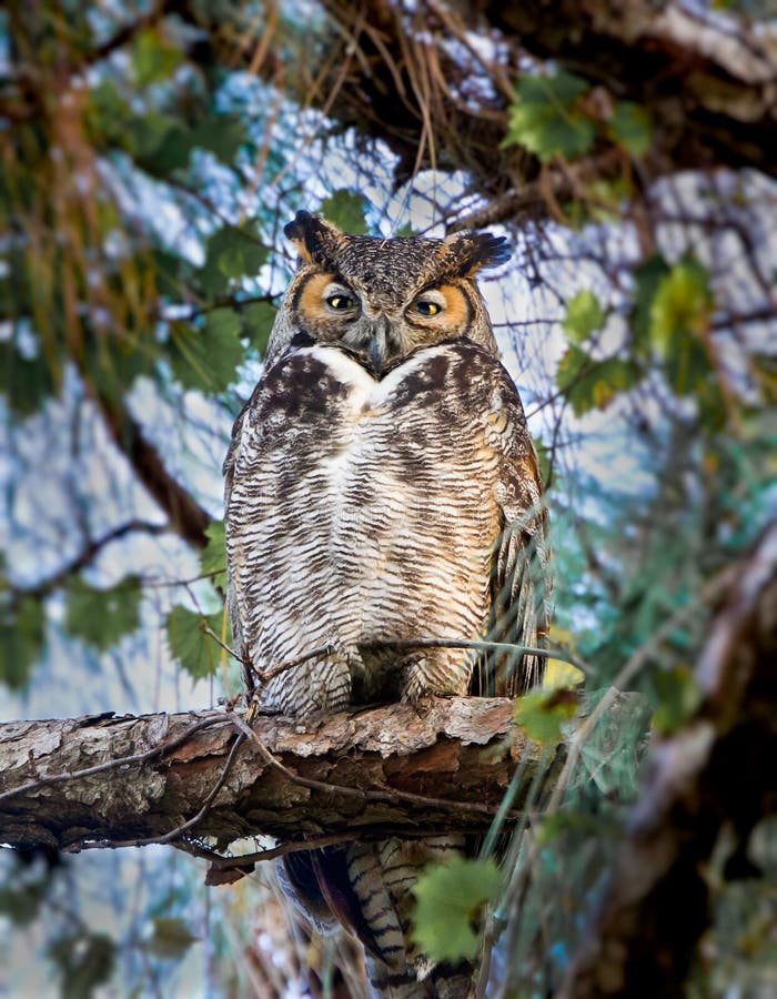 Horned Owl Looks Down from Above Stock Image - Image of great, black ...