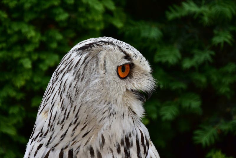 Horned owl stock photo. Image of beak, feather, nature - 73101736