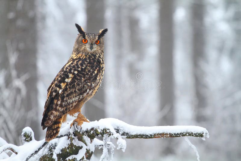 Horned Owl Root Stock Photos - Free & Royalty-Free Stock Photos from ...
