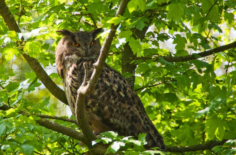 Horned owl in a tree stock image. Image of circles, forests - 86655831