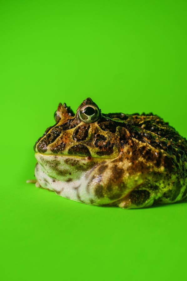 Horned Pacman groda arkivfoto. Bild av utsmyckat, fett - 145586546