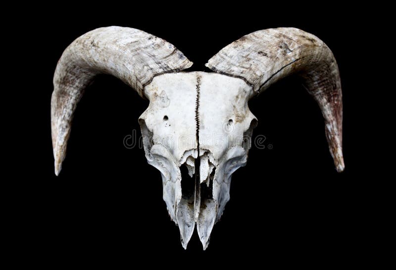 Horned Ram Sheep Skull Head on Black Background Stock Photo - Image of ...