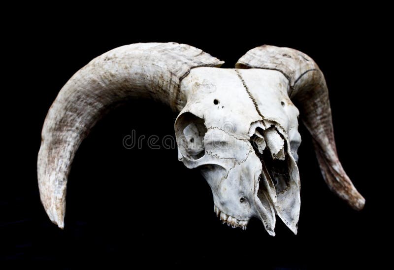 Horned Ram Sheep Skull Head on Black Background Stock Photo - Image of ...