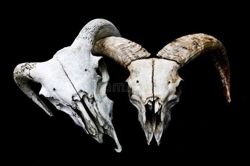 Ram Skull Stock Photos - Download 571 Royalty Free Photos