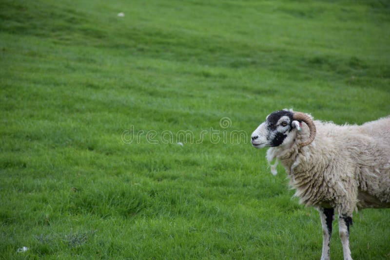 Horned Ram Standing in a Grass Pasture Stock Image - Image of livestock ...