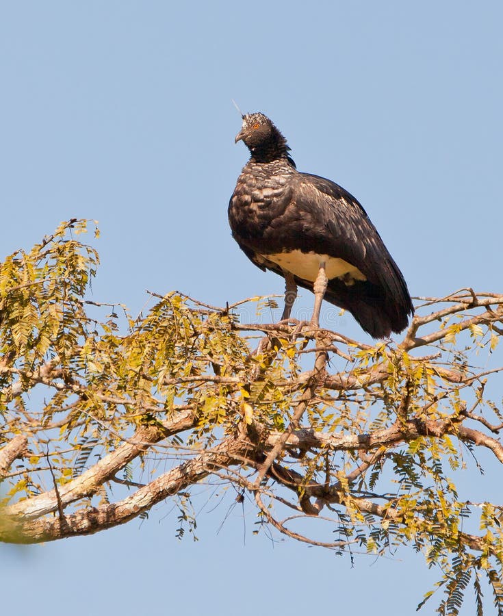 Horned Screamer on tree stock image. Image of detailed - 26913411