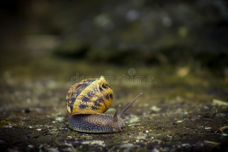 Horned snail stock photo. Image of slow, brown, crawling - 60933114