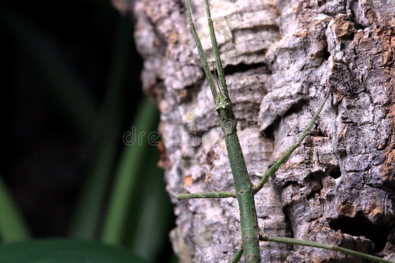 Horned Stick Insect Climbing a Branch in a Terrarium. Stock Image ...