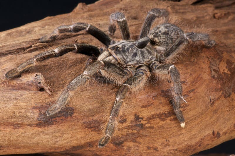 Big Tarantula on Leaf stock photo. Image of jaws, detail - 12799882